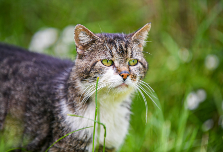 Tierheim Nied – Tierschutzverein Schwalbach & Frankfurt-West e.V.