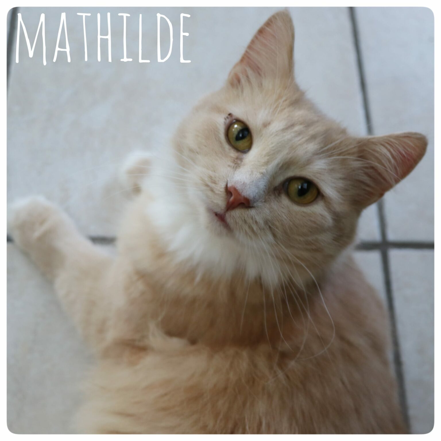 Tierheim Nied – Tierschutzverein Schwalbach & Frankfurt-West e.V.