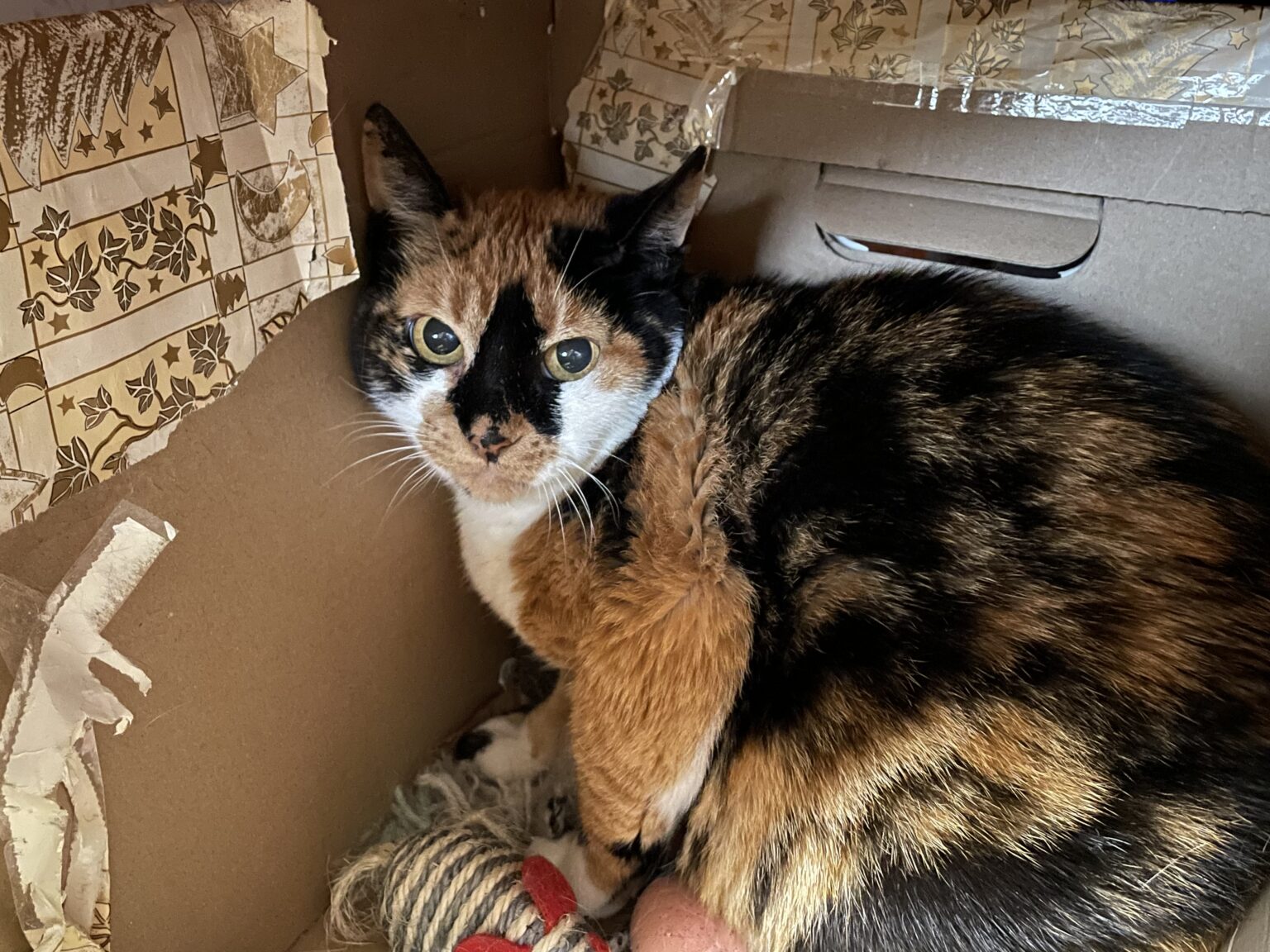 Tierheim Nied – Tierschutzverein Schwalbach & Frankfurt-West e.V.