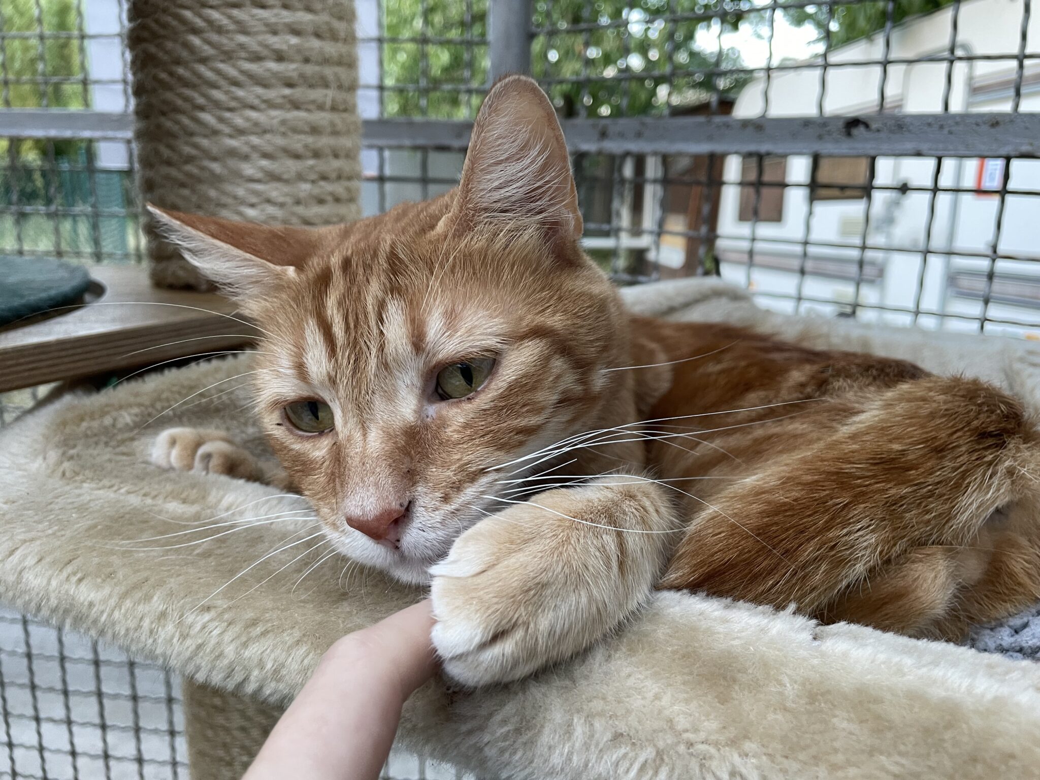 Tierheim Nied – Tierschutzverein Schwalbach & Frankfurt-West e.V.